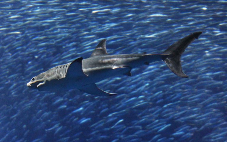 What to See and Where to Get Monterey Bay Aquarium Tickets