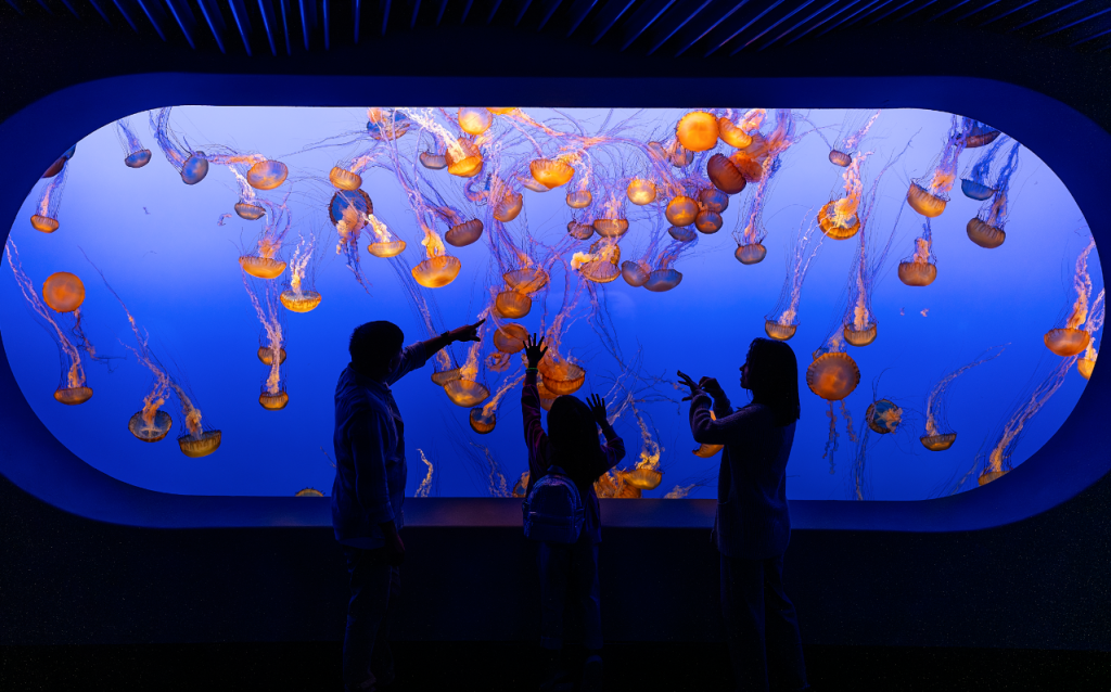 Things to Do in Monterey: Discover the Beauty of Monterey CA